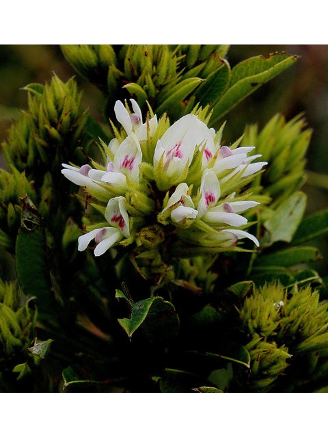 Round-headed bush-clover (Lespedeza capitata), perennial wildflower ...