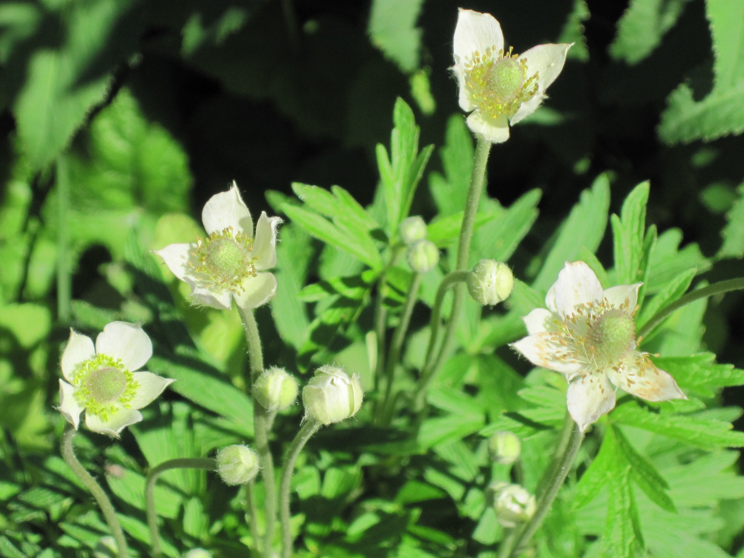 Tall thimbleweed (Anemone virginiana), perennial wildflower | Yennys ...
