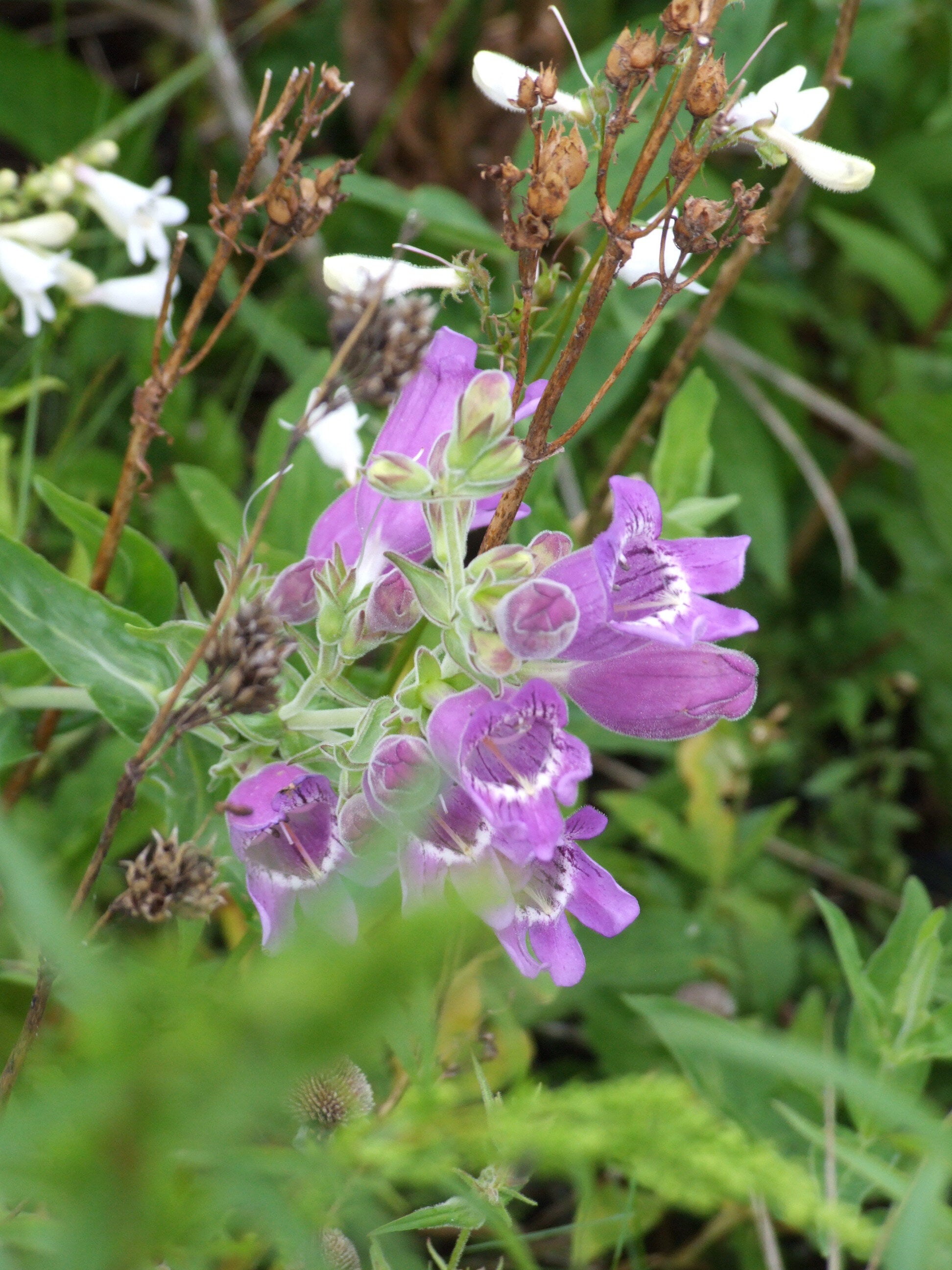 Large-flowered penstemon (Penstemon grandiflorus), perennial wildflower ...
