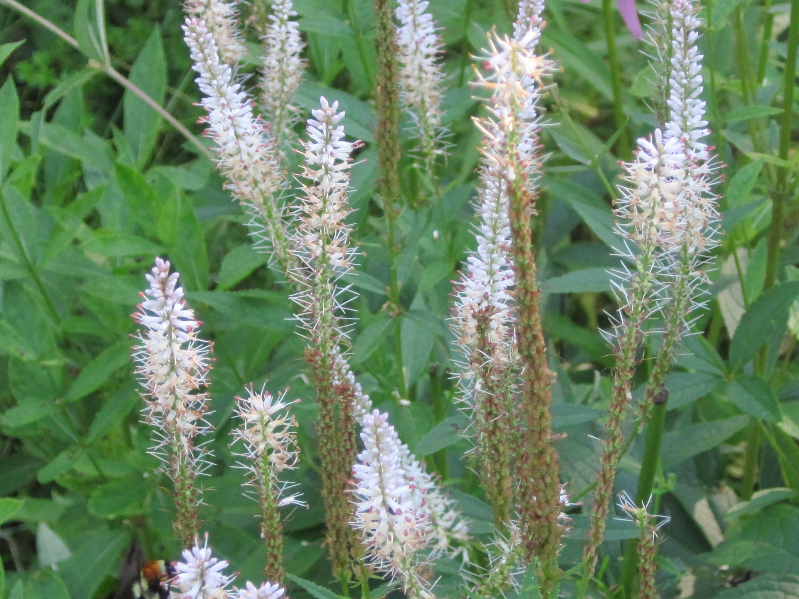 Culver's root (Veronicastrum virginicum), perennial wildflower | Yennys ...